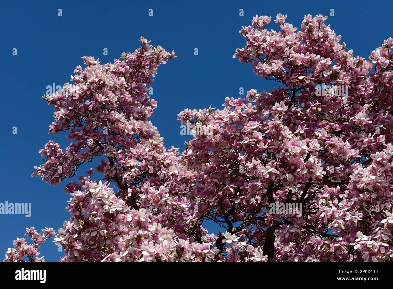 Flowering magnolia tree, Locarno, Canton Ticino, Switzerland Stock ...