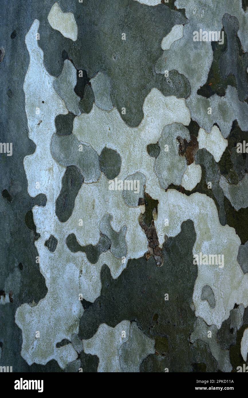 Bark of a plane tree (Platanus Stock Photo - Alamy