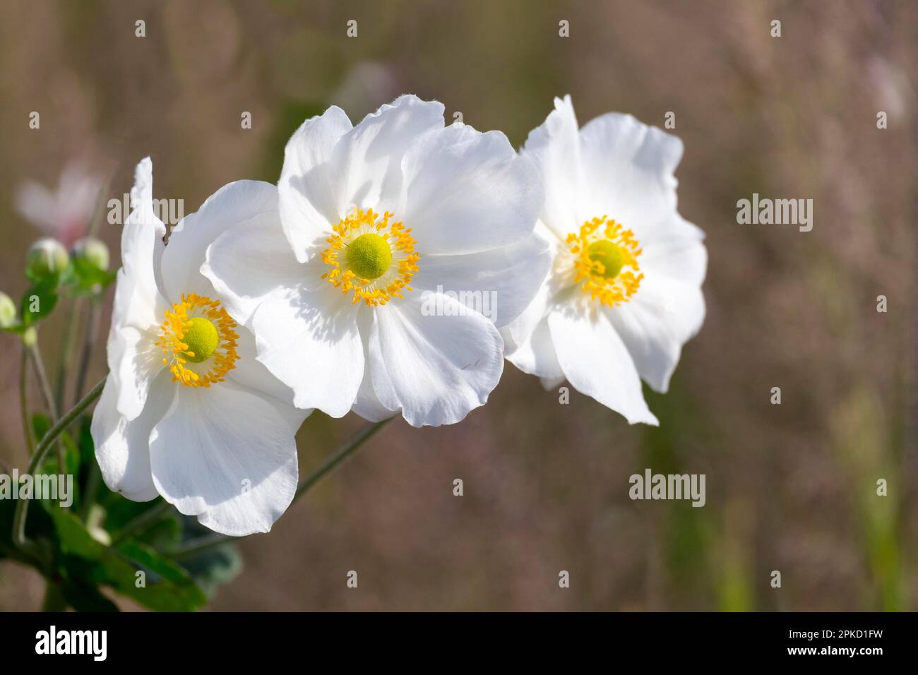 Chinese anemone (Anemone hupehensis Stock Photo - Alamy