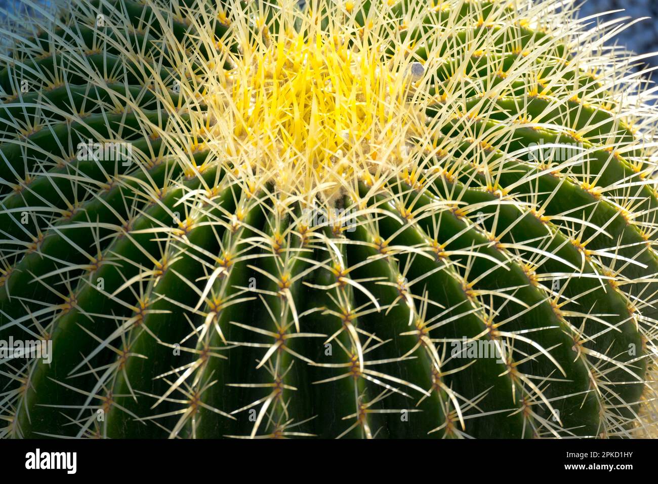 Gold ball cactus, golden barrel cactus (Echinocactus grusonii Stock ...