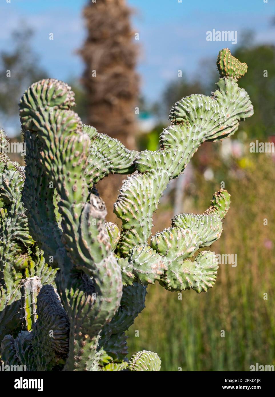 Group of cactus hi-res stock photography and images - Alamy