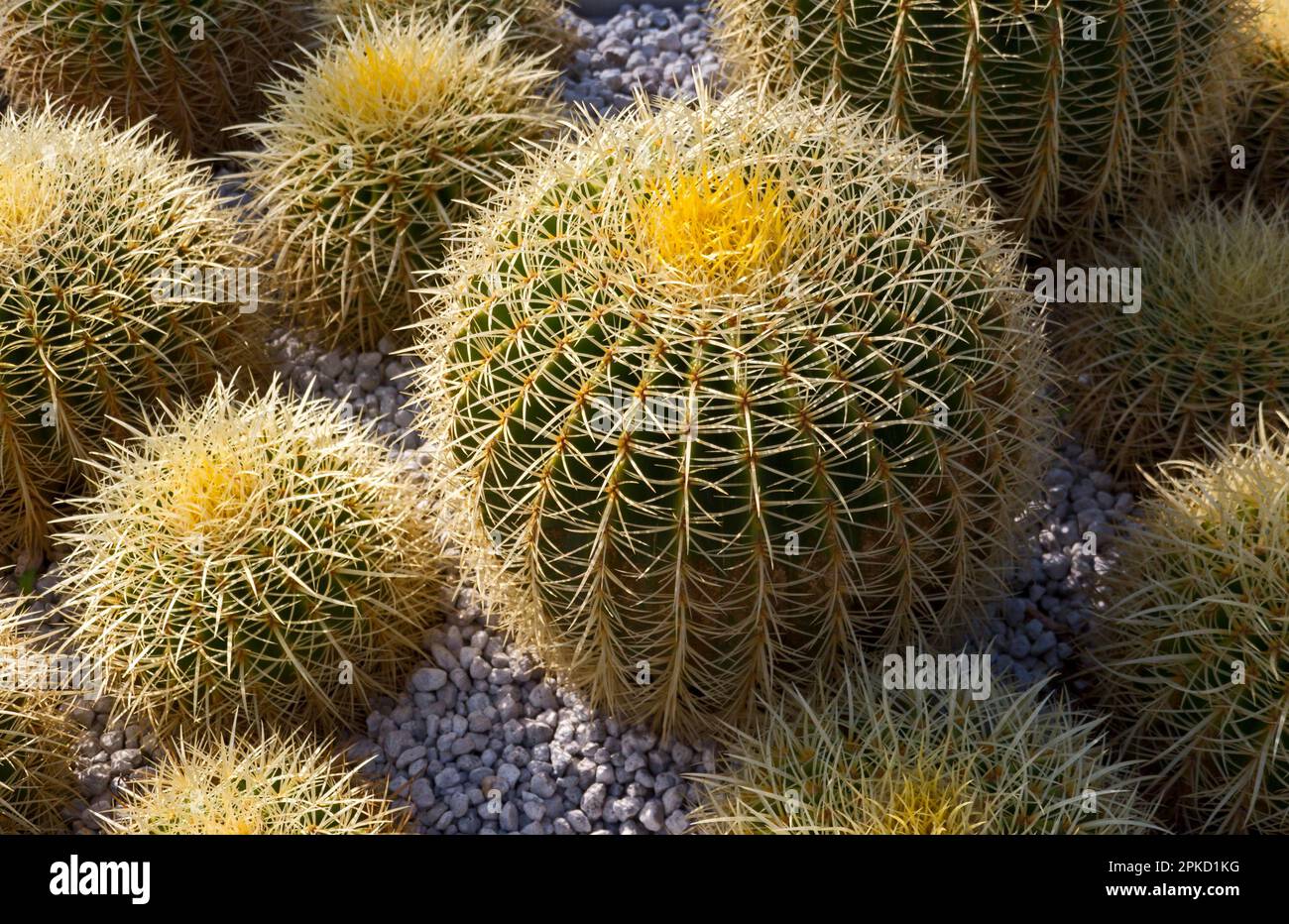 Gold ball cactus, golden barrel cactus (Echinocactus grusonii Stock ...