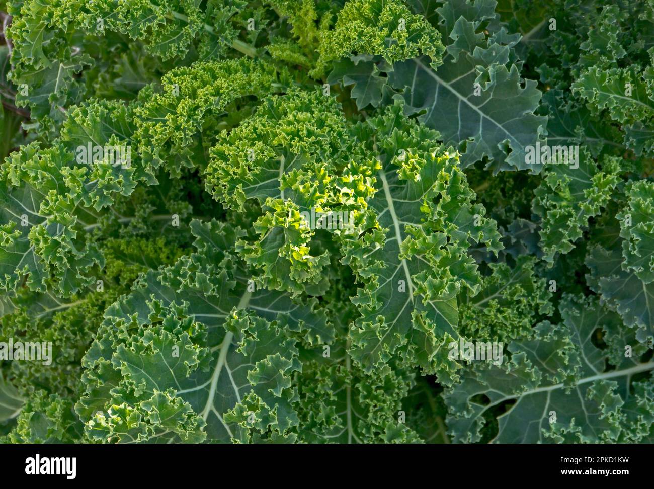Vegetable cabbage (Brassica oleracea var. sabellica L Stock Photo - Alamy