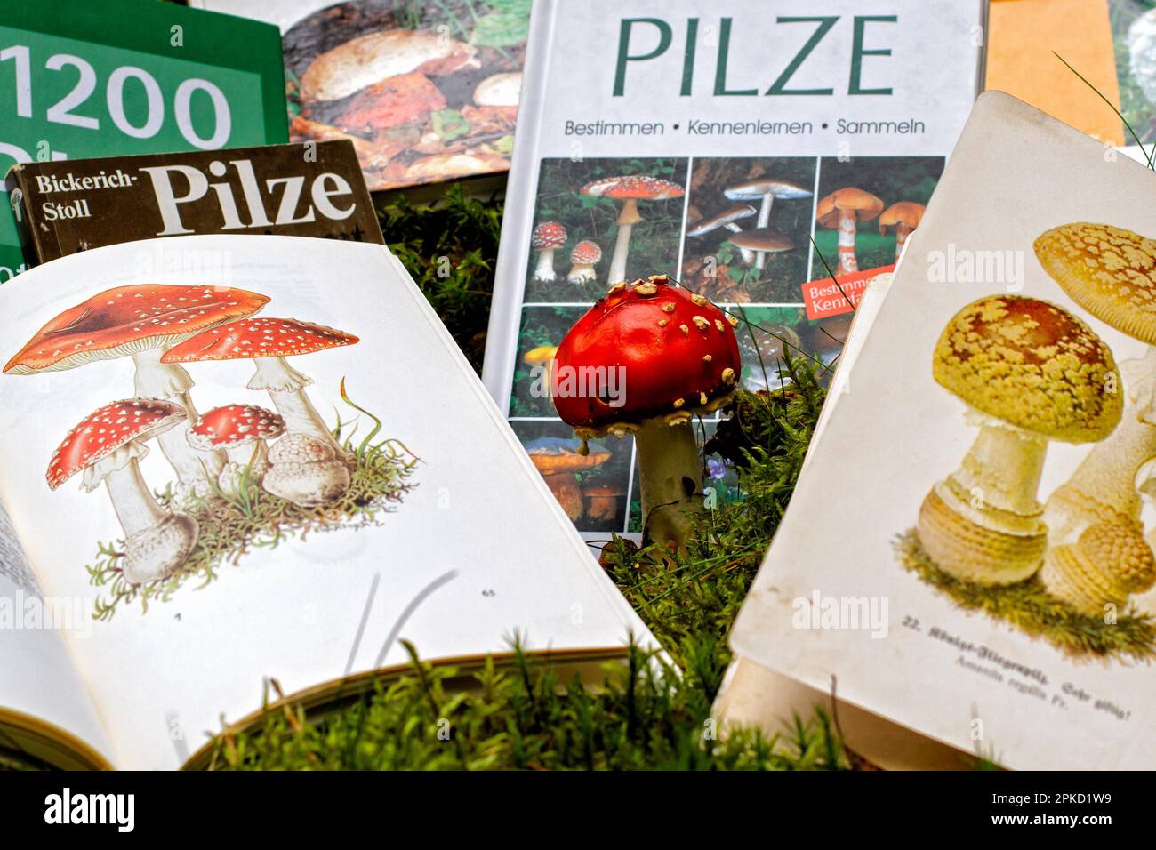 Identify mushrooms with mushroom book Stock Photo - Alamy Identify mushrooms with mushroom book Stock Photo - Alamy