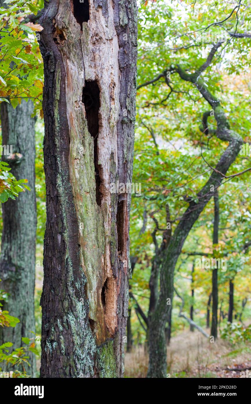 Natural life cycle hi-res stock photography and images - Alamy