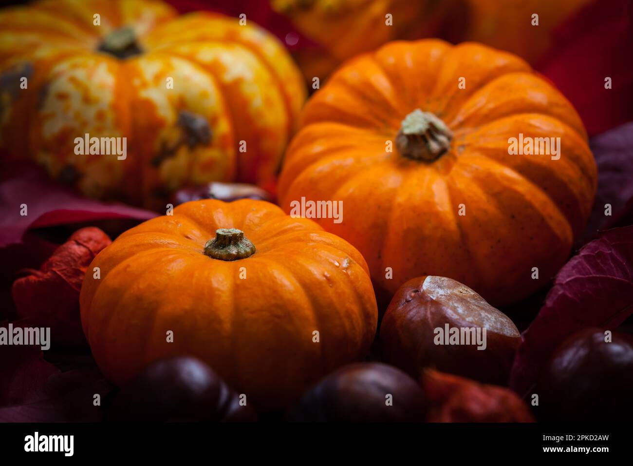 Traditional pumpkins for Thanksgiving and Halloween Stock Photo - Alamy