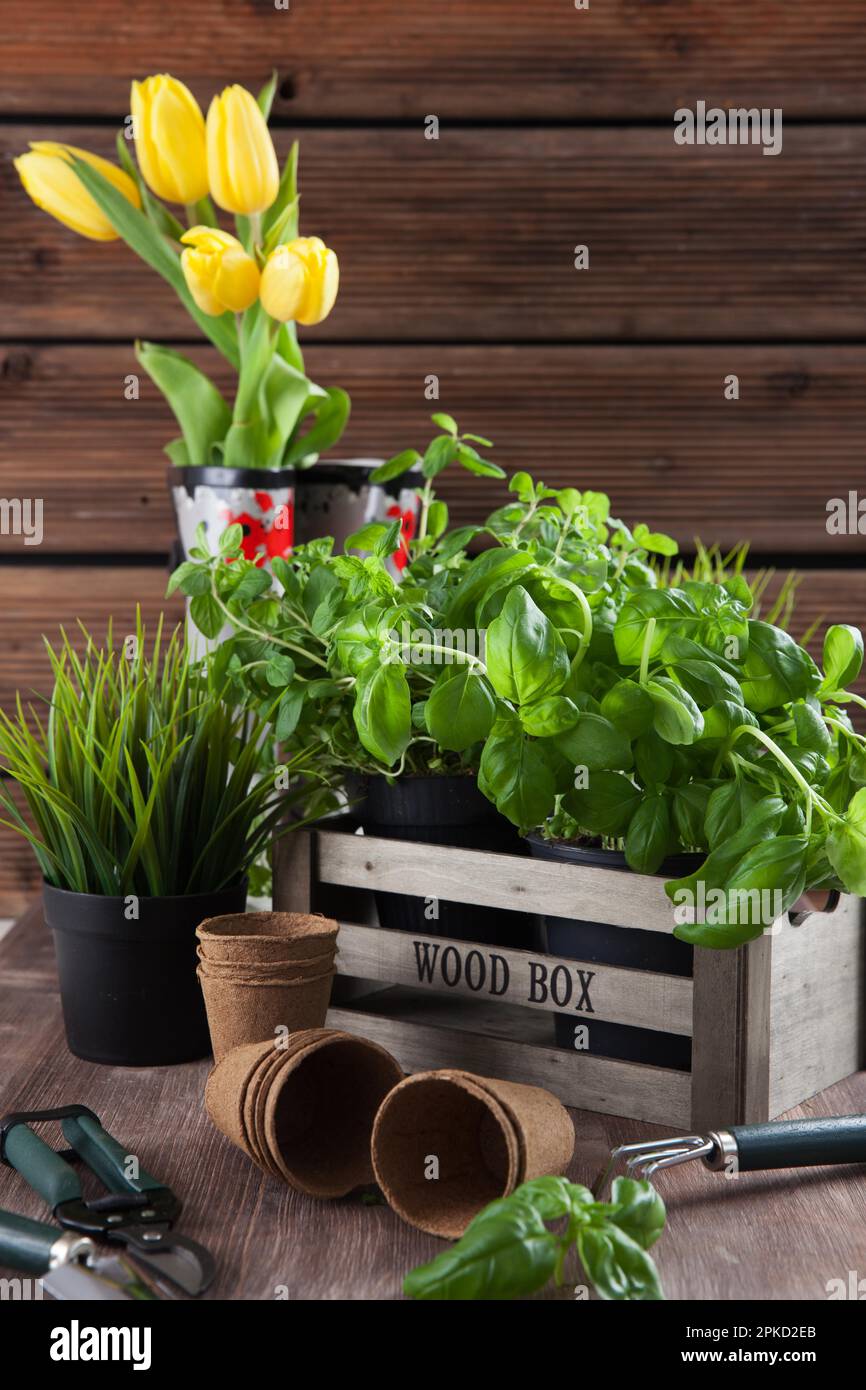 Different plants for planting with garden tools Stock Photo - Alamy