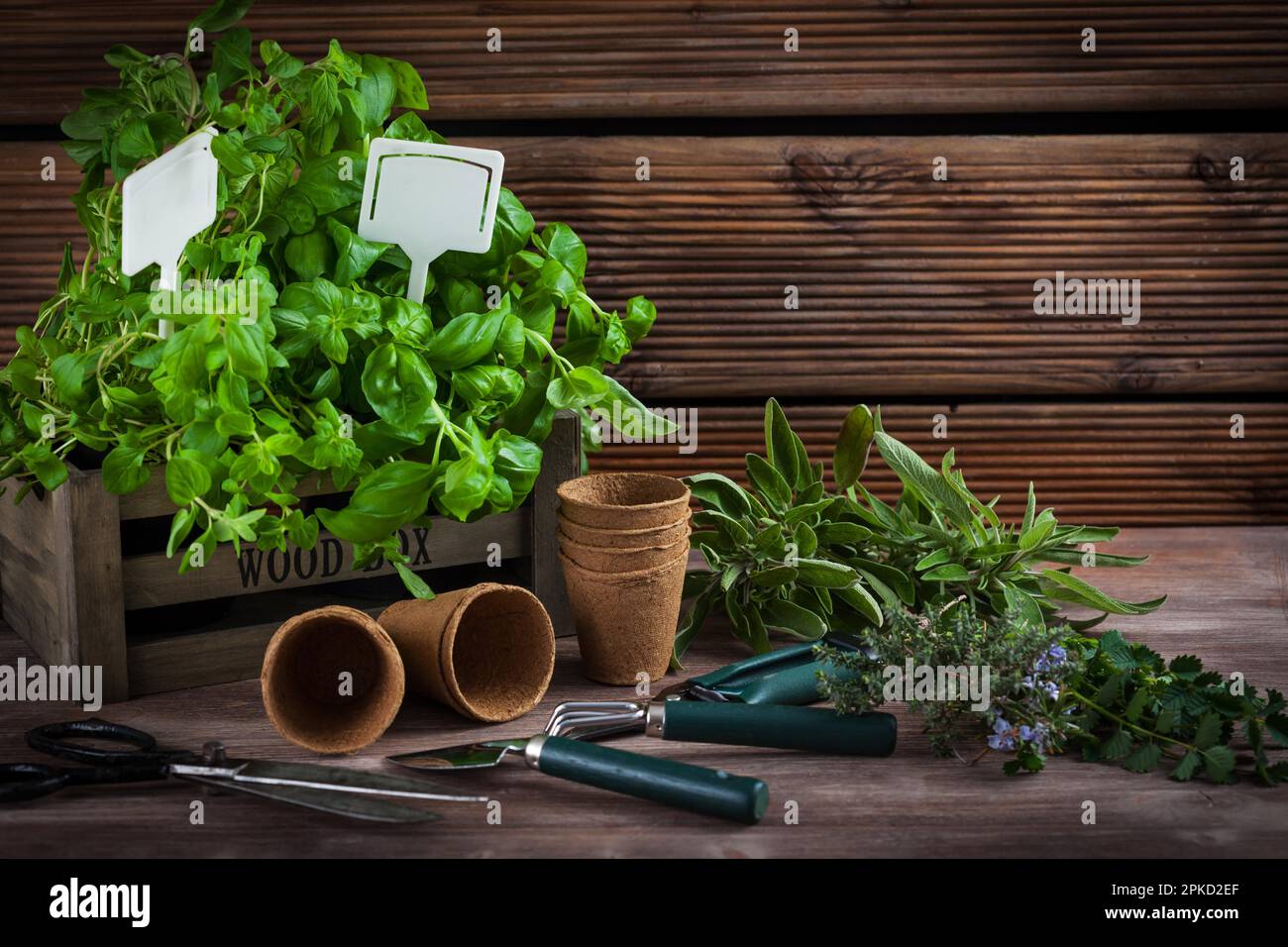 Different plants for planting with garden tools Stock Photo - Alamy