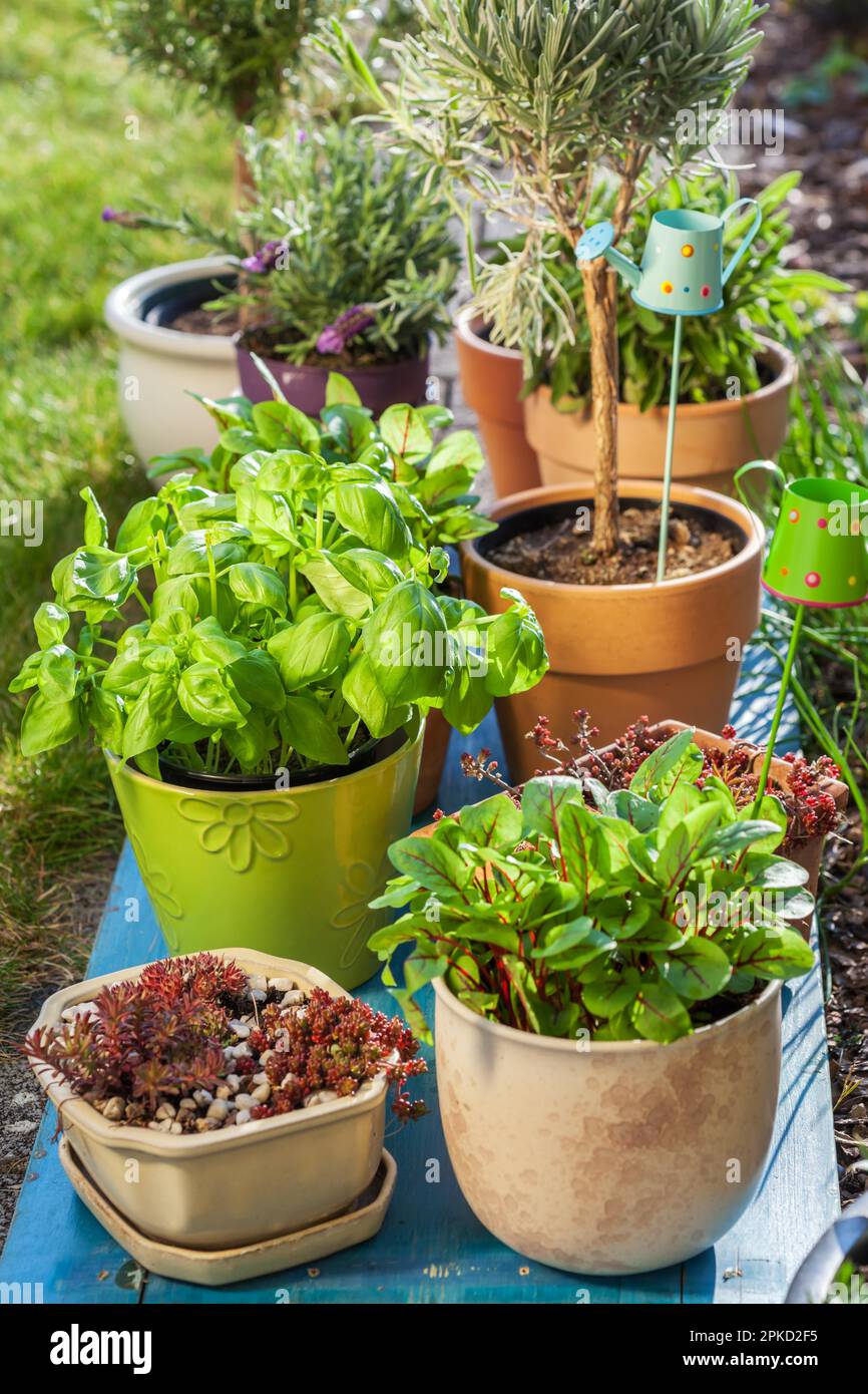 Outdoor flower pots for small garden, patio or terrace Stock Photo - Alamy
