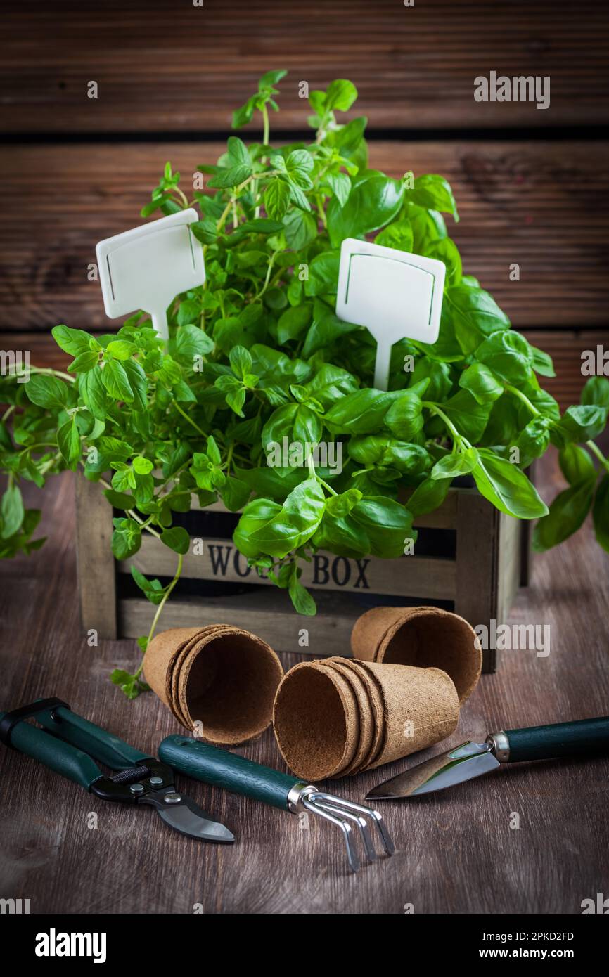Different plants for planting with garden tools Stock Photo - Alamy