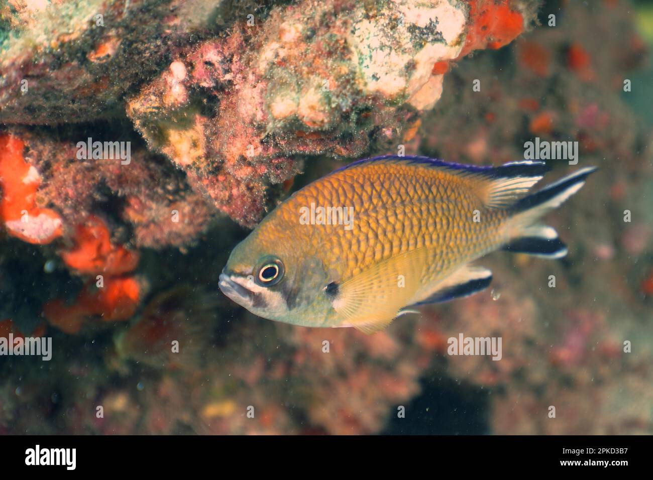 Atlantic monkfish (Chromis limbatus), El Cabron marine reserve dive ...