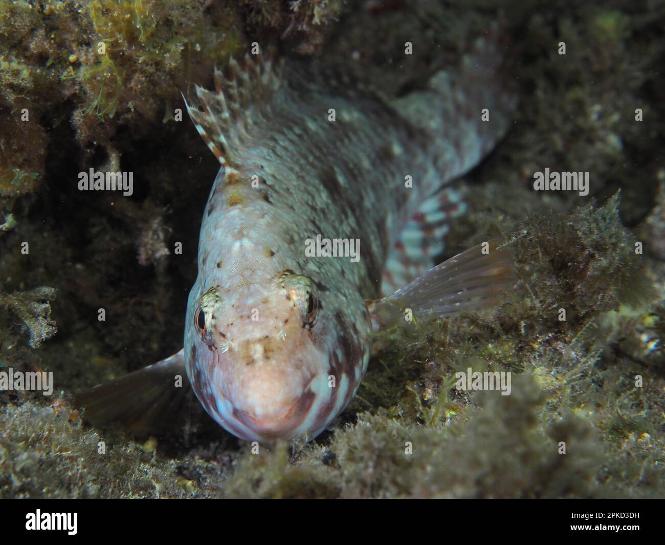Portrait of mediterranean parrotfish (Sparisoma cretense), dive site ...