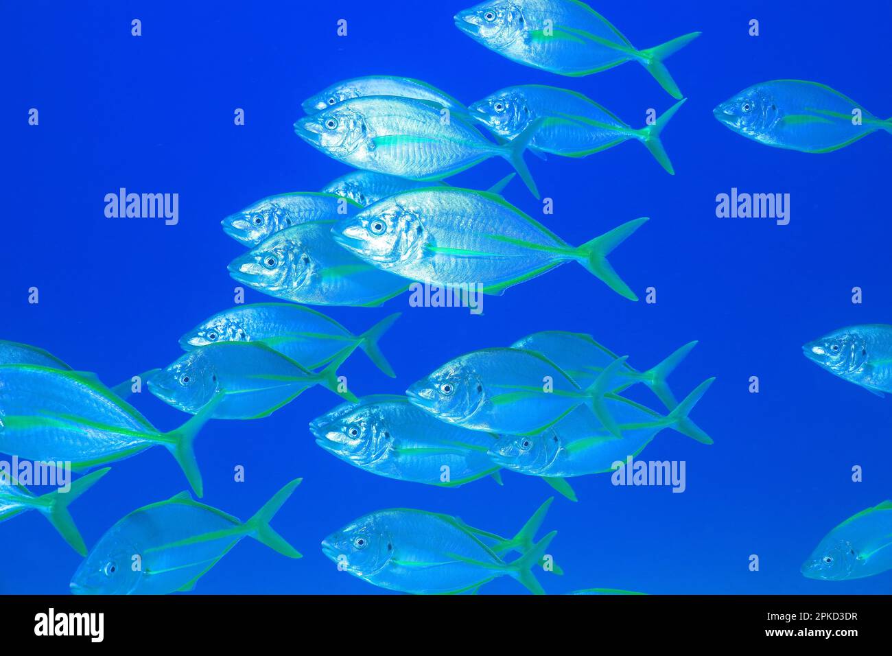 Shoal, group of yellowfin mackerel (Pseudocaranx dentex), Pasito Blanco ...
