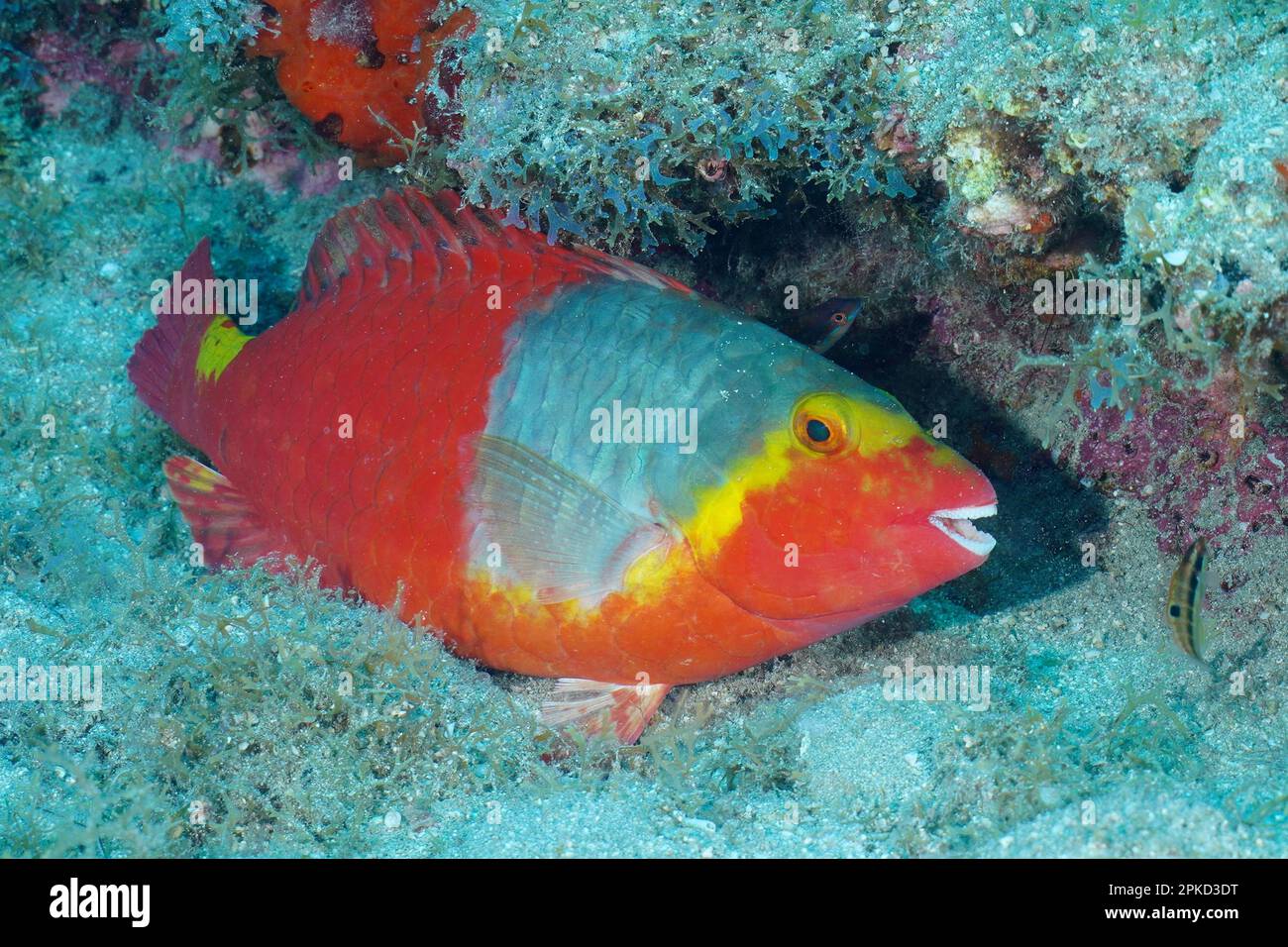 Mediterranean parrotfish (Sparisoma cretense), Pasito Blanco reef dive ...