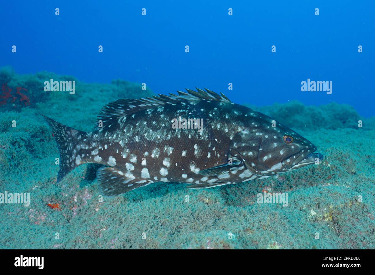 Dusky grouper (Epinephelus marginatus) (Mycteroperca marginatus), El ...