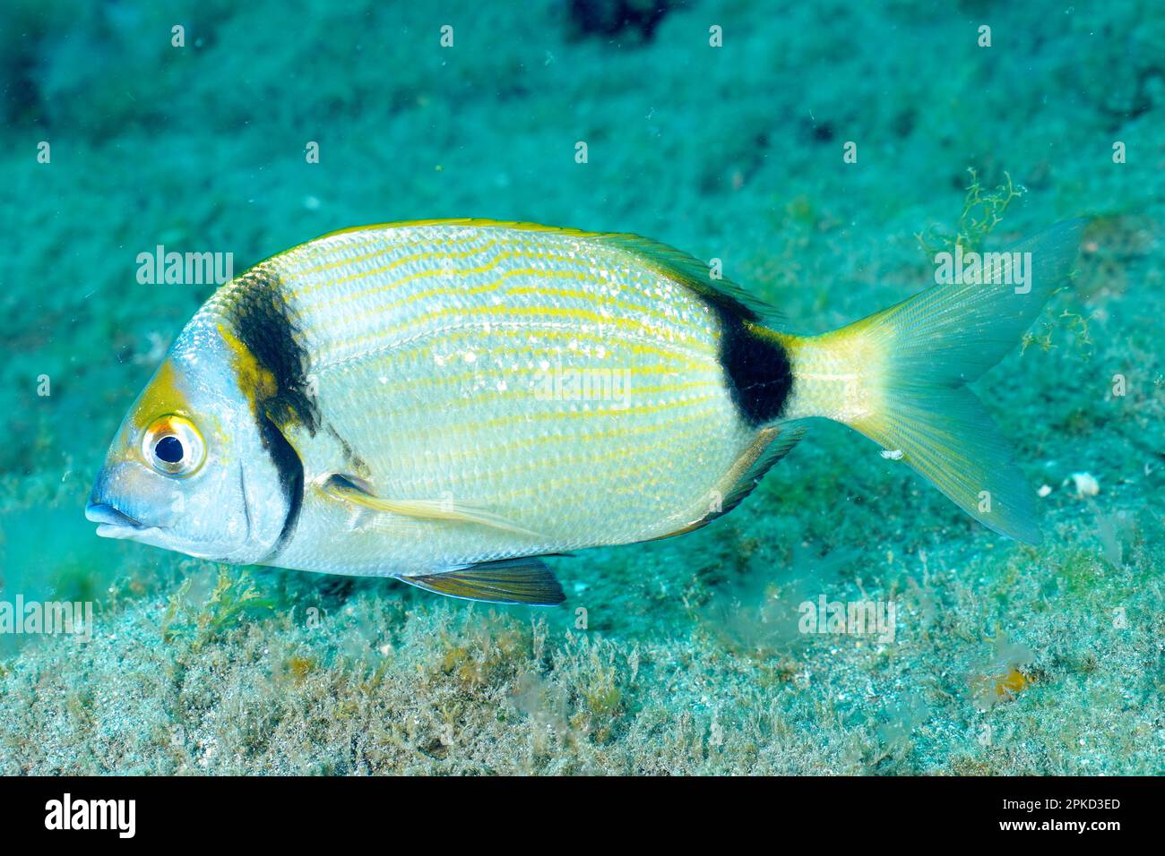Common two-banded seabream (Diplodus vulgaris), El Cabron Marine ...