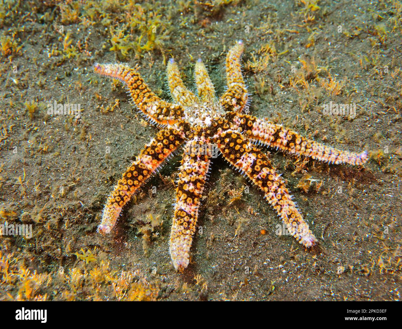 White starfish hi-res stock photography and images - Alamy