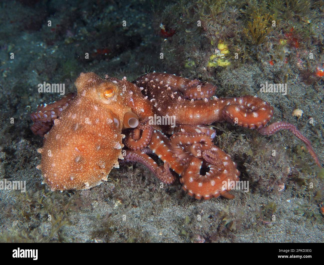 White spotted octopus (Callistoctopus Octopus macropus) at night. Dive ...