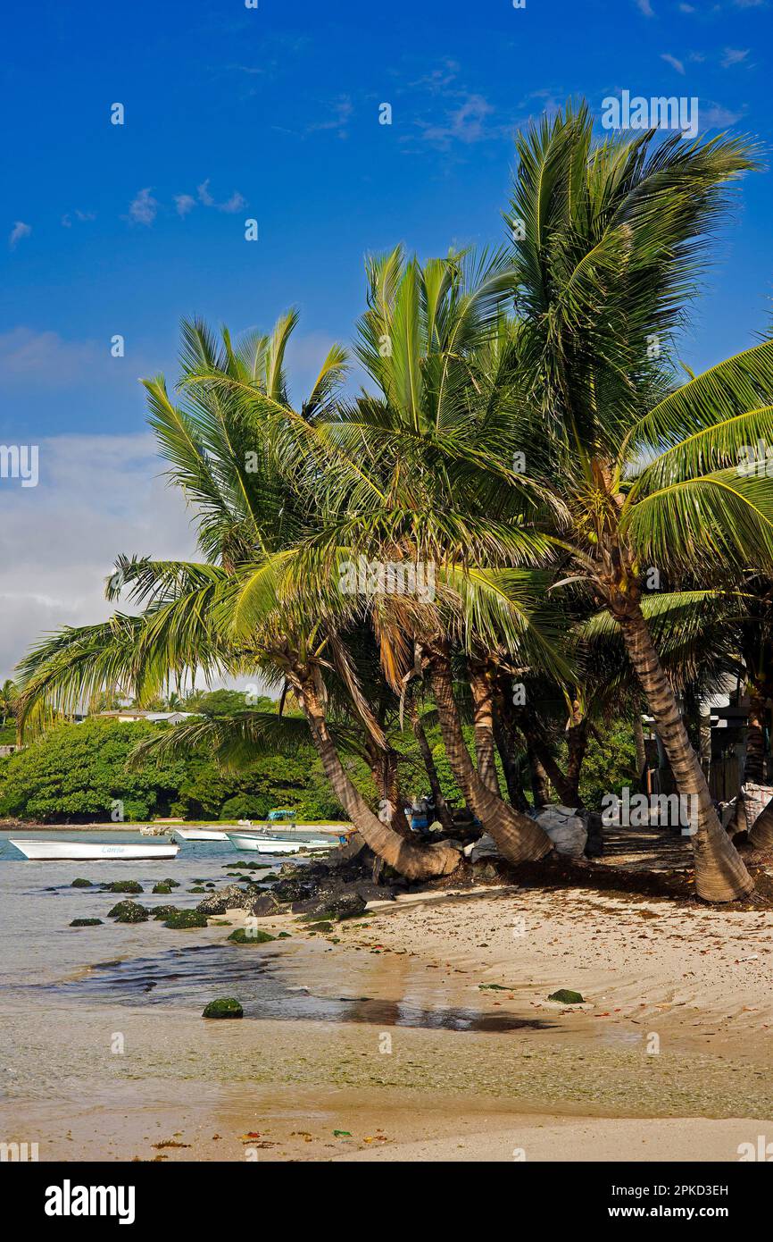 Coconut trees on a beach, east coast, Mauritius Stock Photo - Alamy