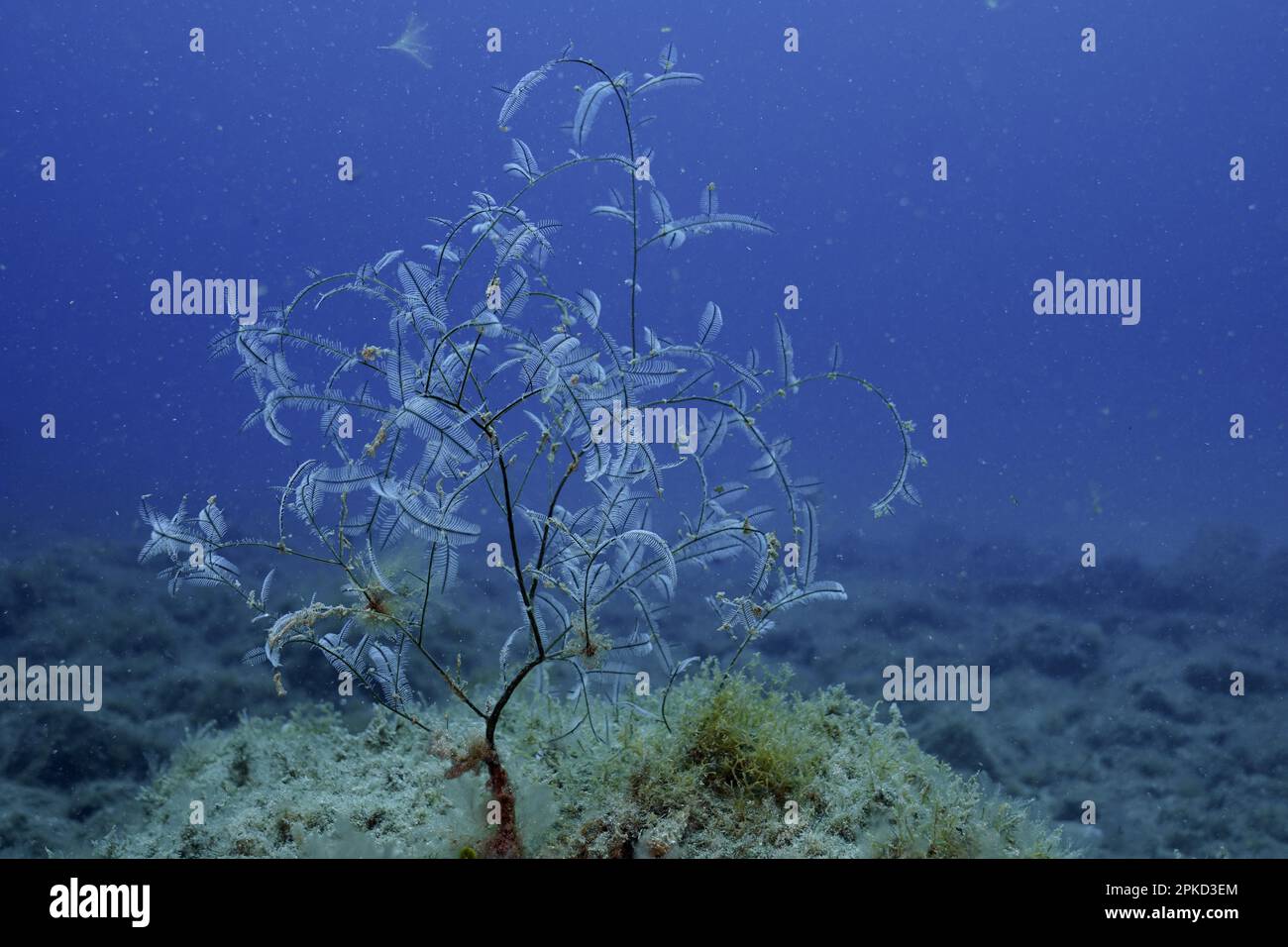 Philippine fern (Macrorhynchia philippina), cnidarian, El Cabron marine ...