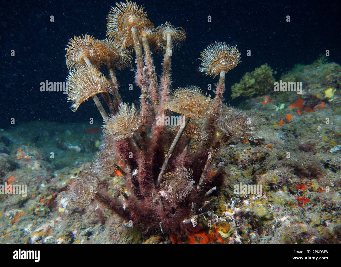 Mediterranean fanworm (Sabella spallanzanii) at night. Dive site El ...