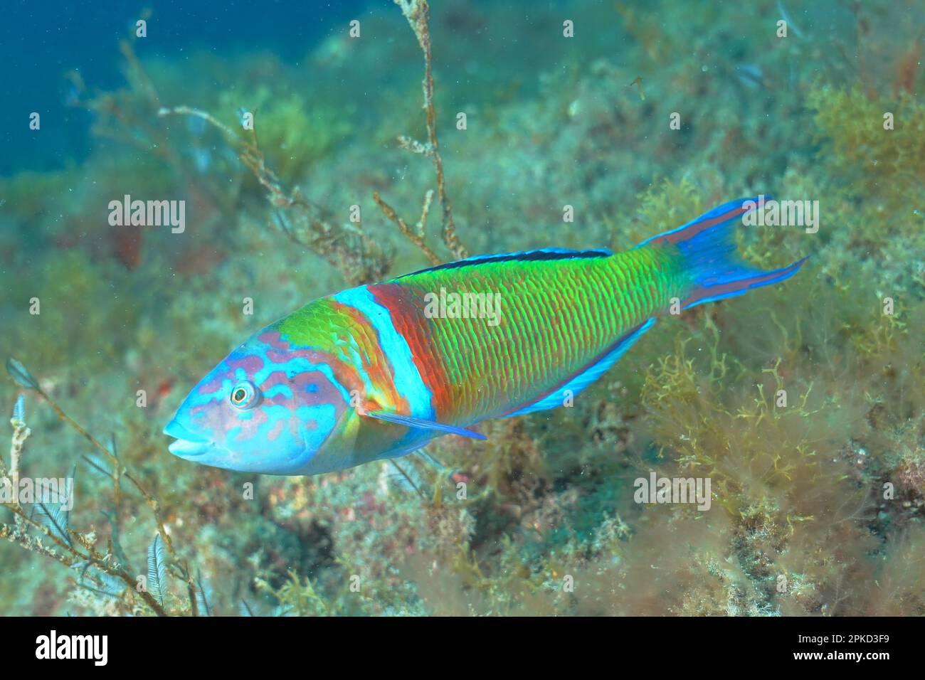 Ornate wrasse (Thalassoma pavo), El Cabron Marine Reserve Dive Site ...