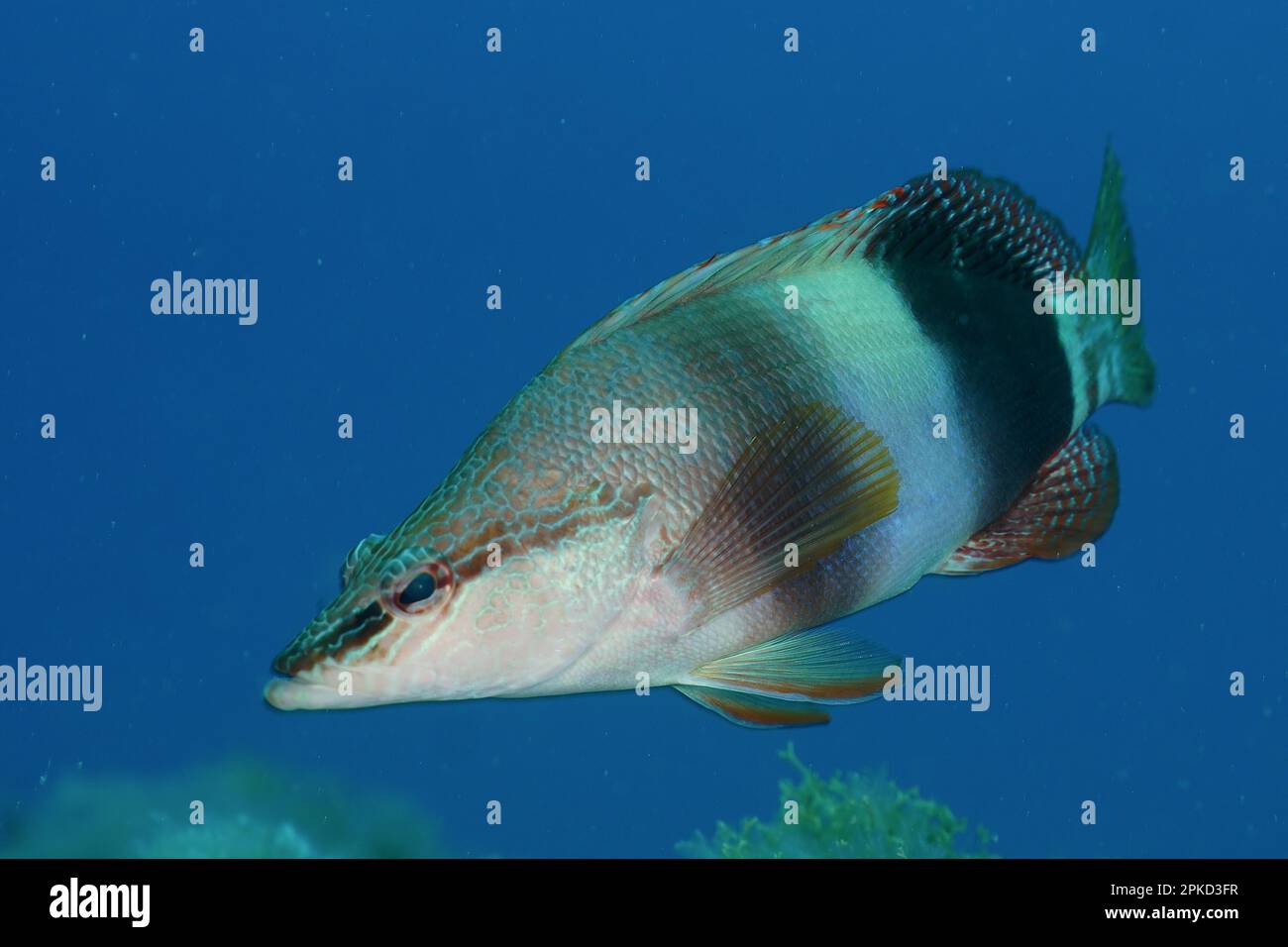 Painted comber (Serranus scriba), solid blue background, exempt. Dive ...