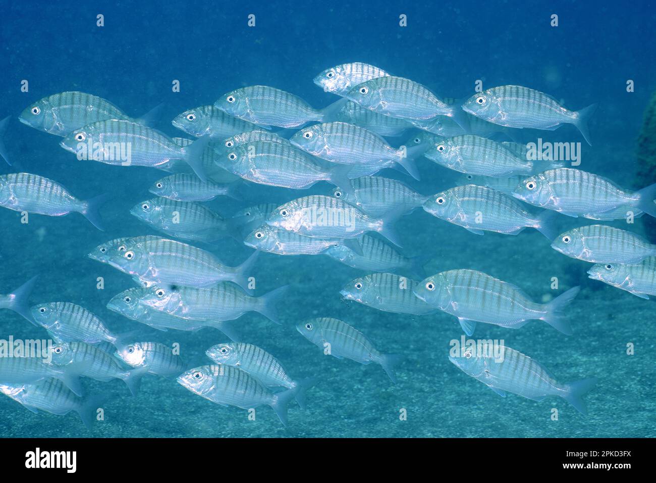 Shoal, group of sand steenbras (Lithognathus mormyrus), El Cabron ...