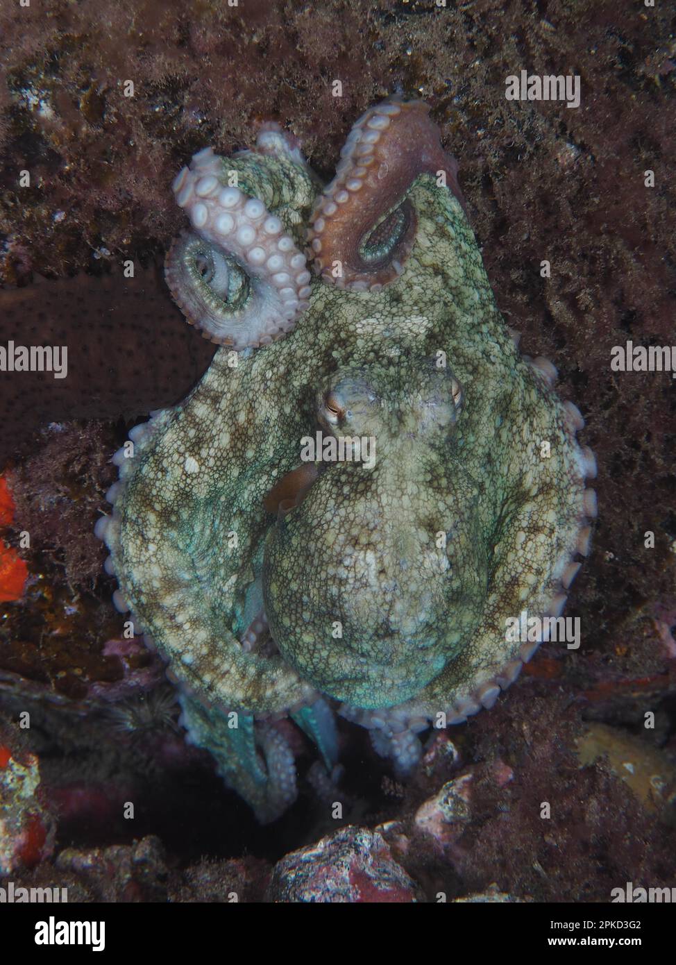 Common octopus (Octopus vulgaris), common octopus, at night. Dive site ...