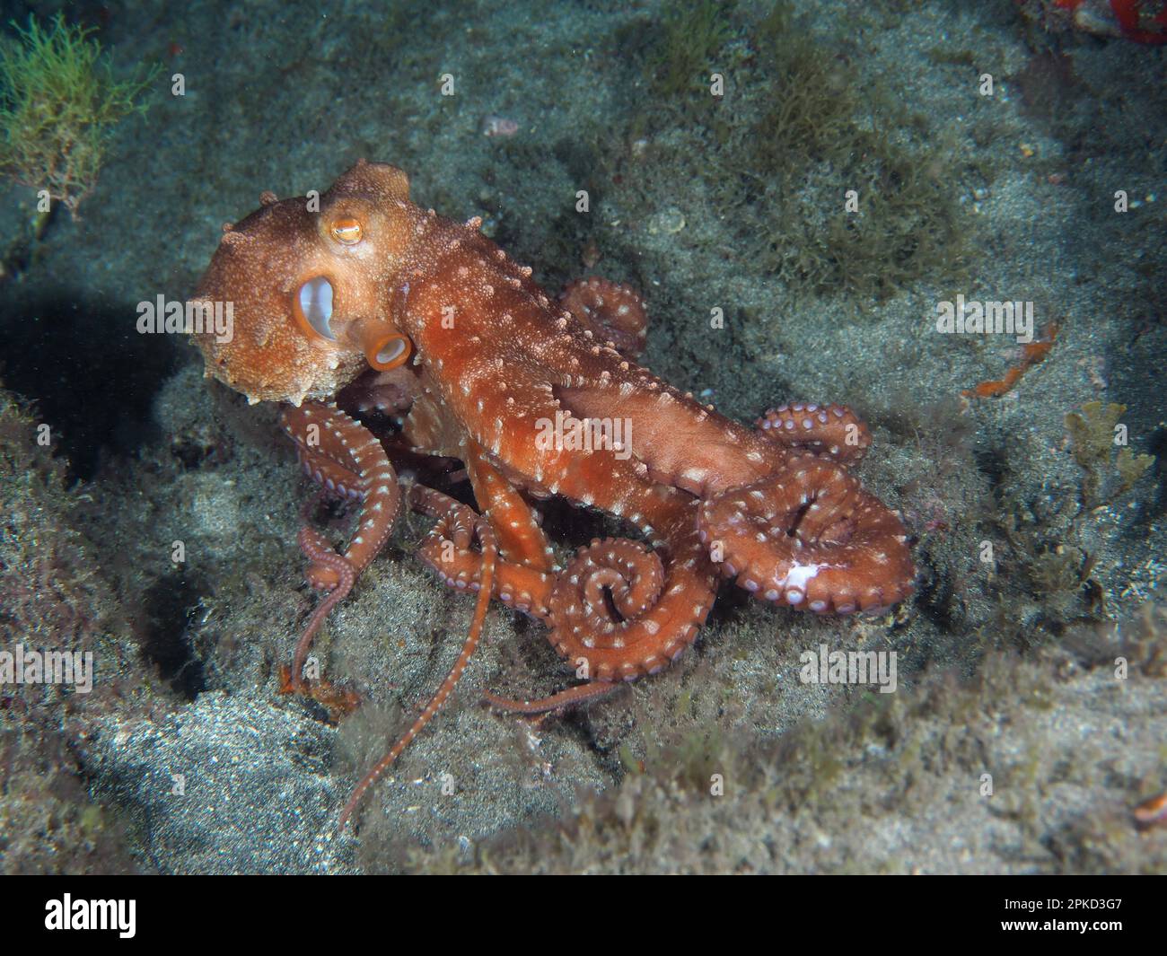 White spotted octopus (Callistoctopus Octopus macropus) at night. Dive ...