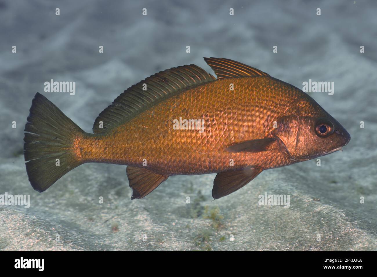 Umberfish (Umbrina canariensis), El Cabron marine reserve dive site ...