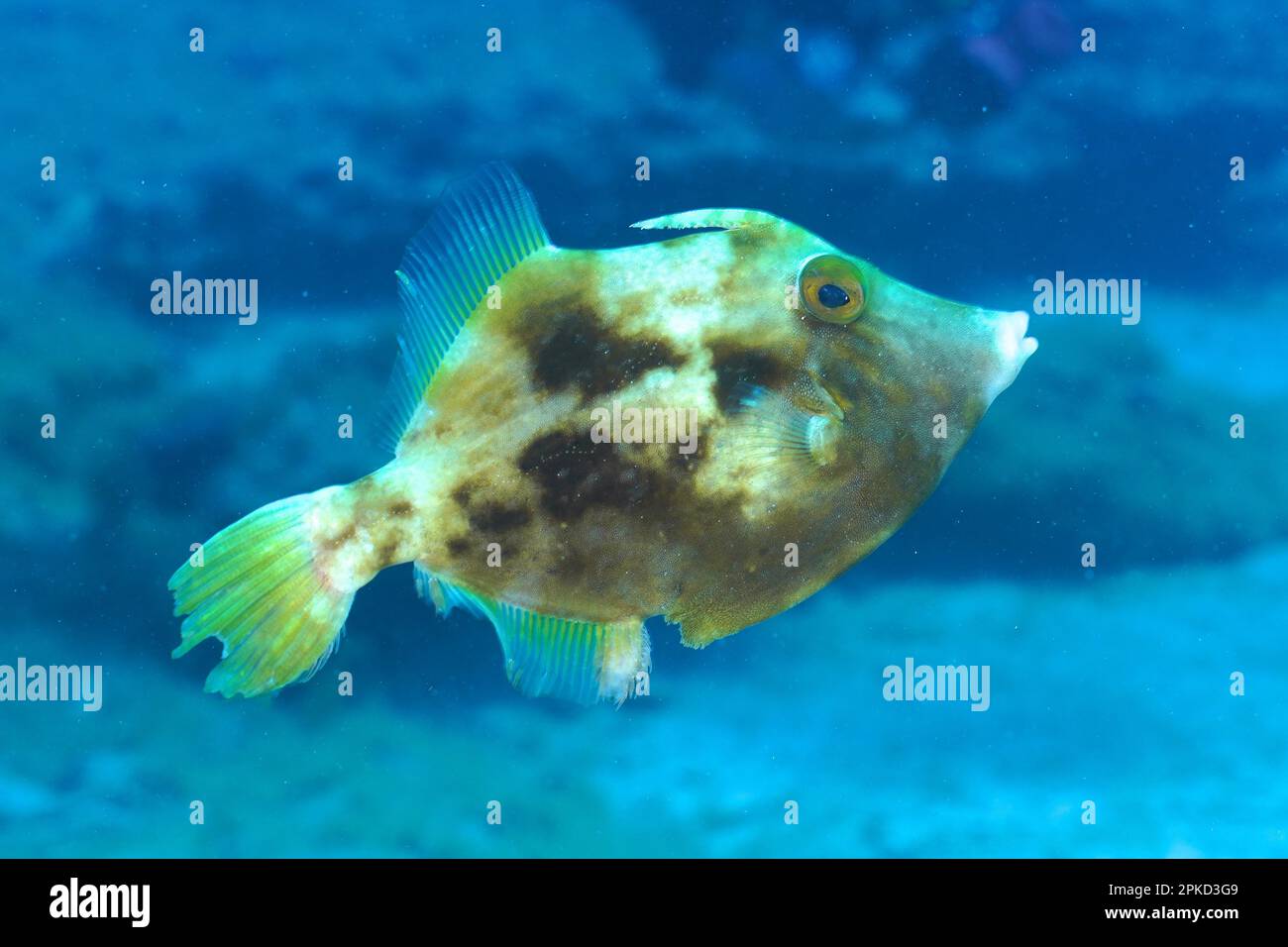 Brown filefish (Stephanolepis hispidus), Pasito Blanco reef dive site ...