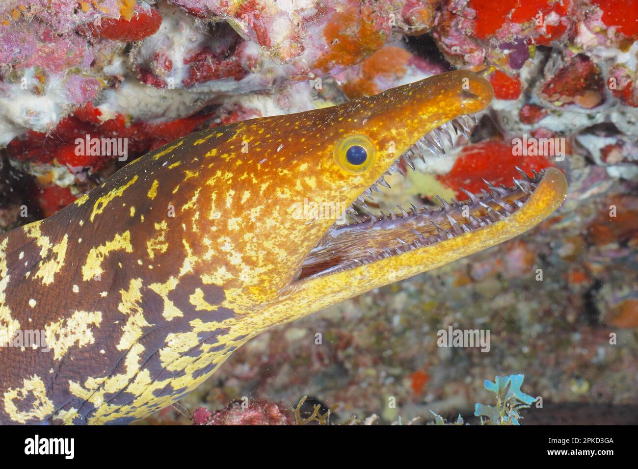 Close-up of fangtooth moray (Enchelycore anatina), El Cabron marine ...