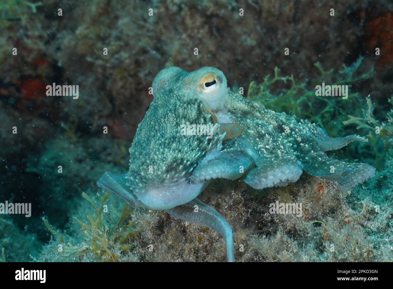 Common octopus (Octopus vulgaris), common octopus, at night. Dive site ...