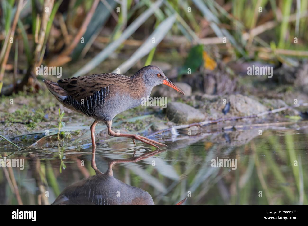 Water Rail (Rallus aquaticus) Water Rail Stock Photo - Alamy
