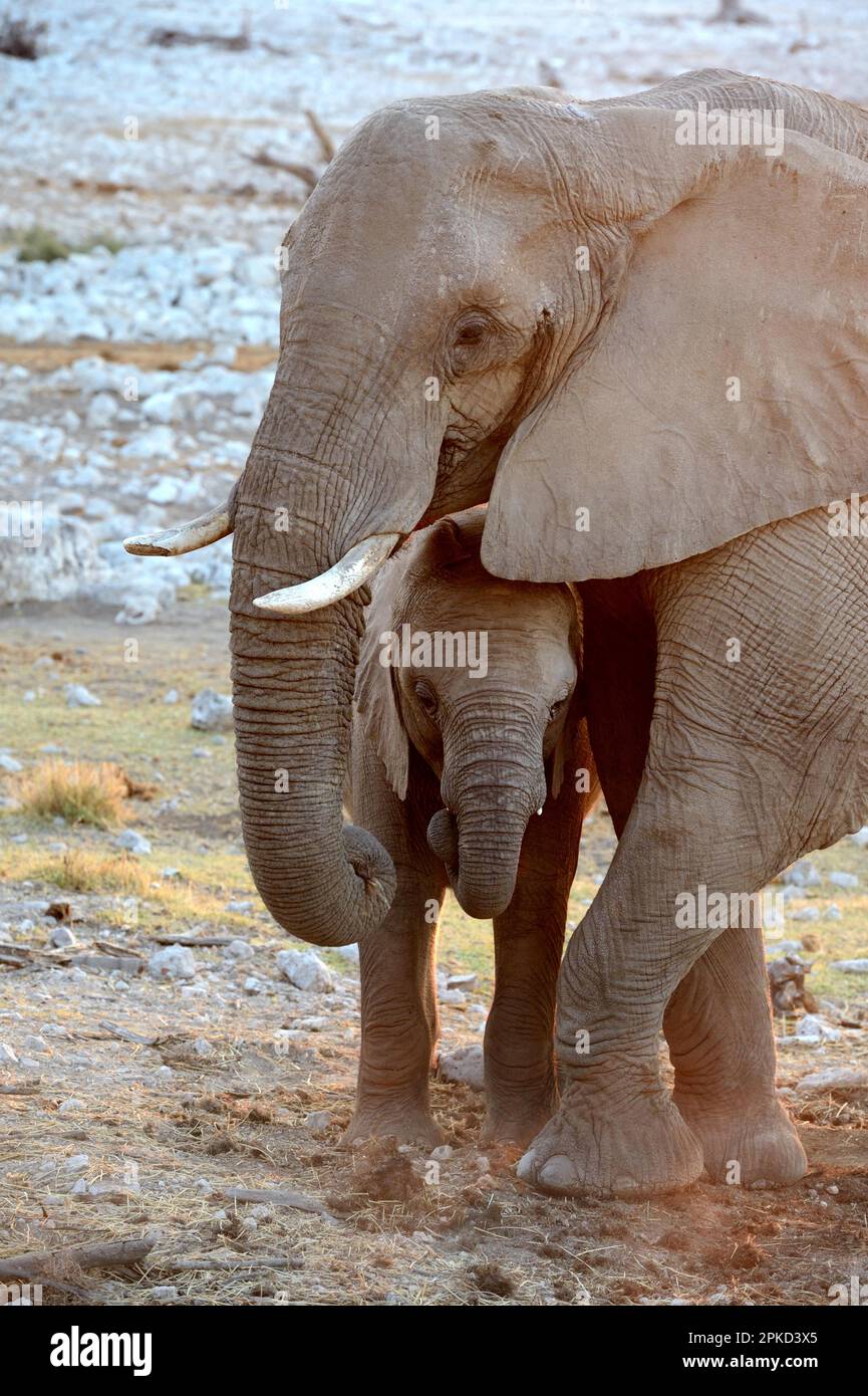 Portrait of a female African elephant (Loxodonta africana) elephant ...