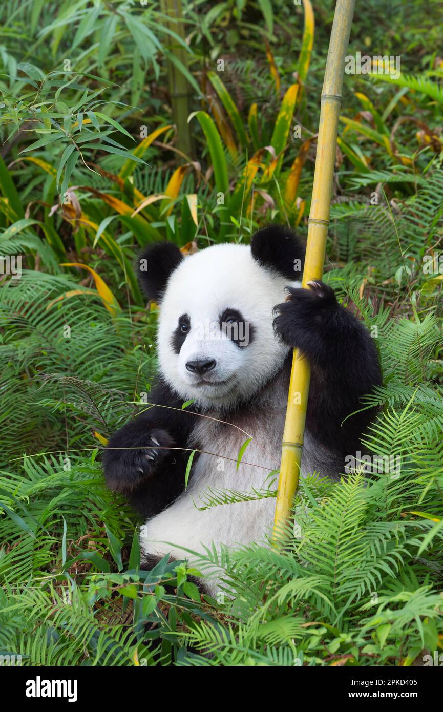 Two years aged young Giant Panda, China Conservation and Research ...