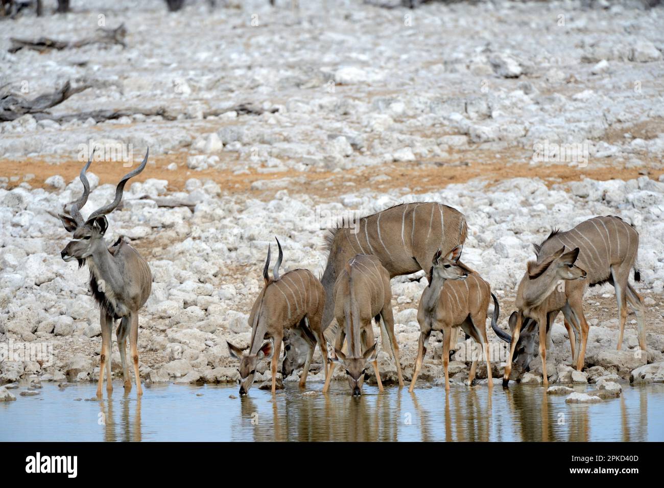 Greater kudu (Tragelaphus strepsiceros) male and females drinking at waterhole at dry season ...