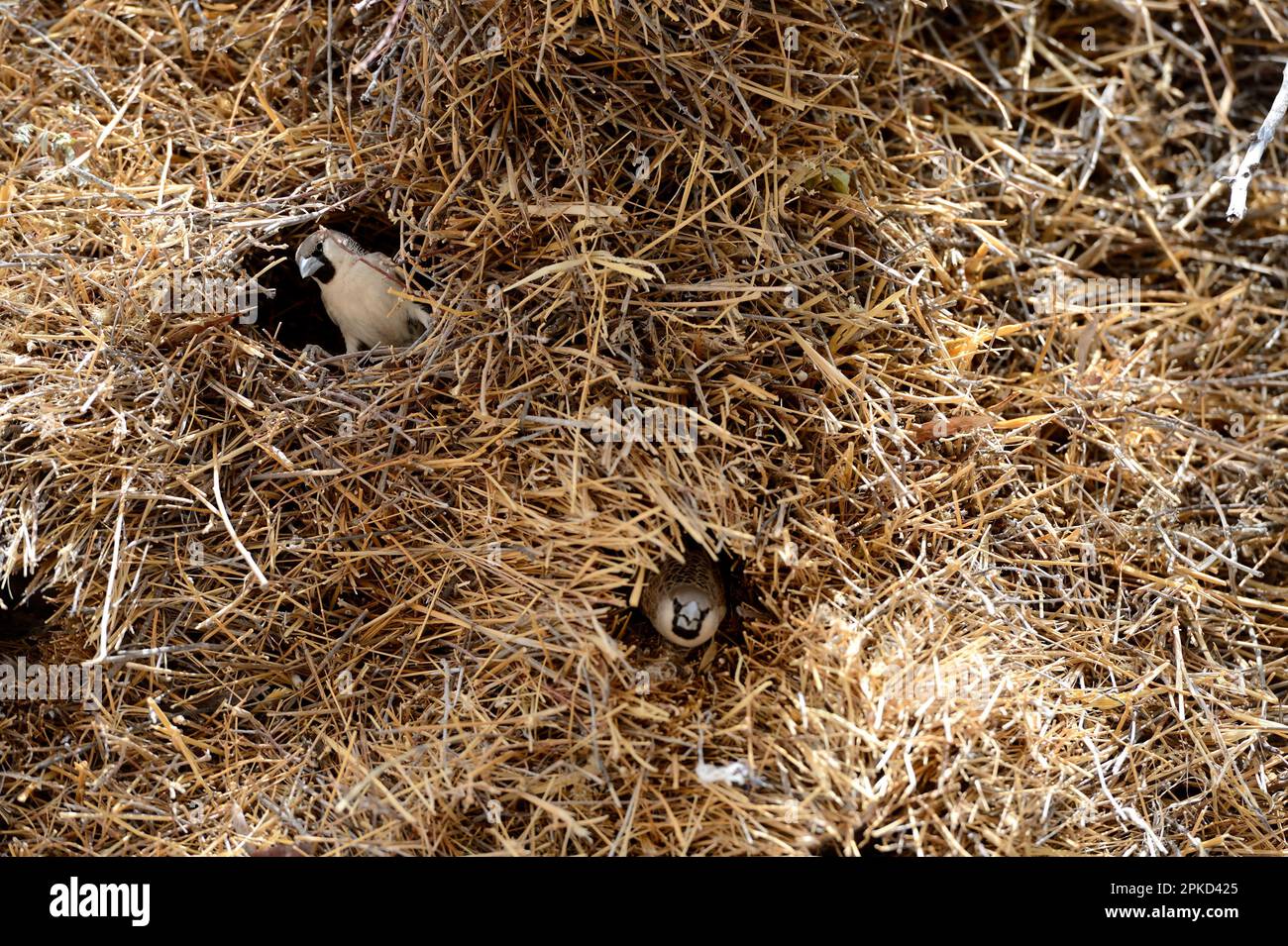 Sociable weaver (Philetairus socius) looking out of nest, bird nest ...