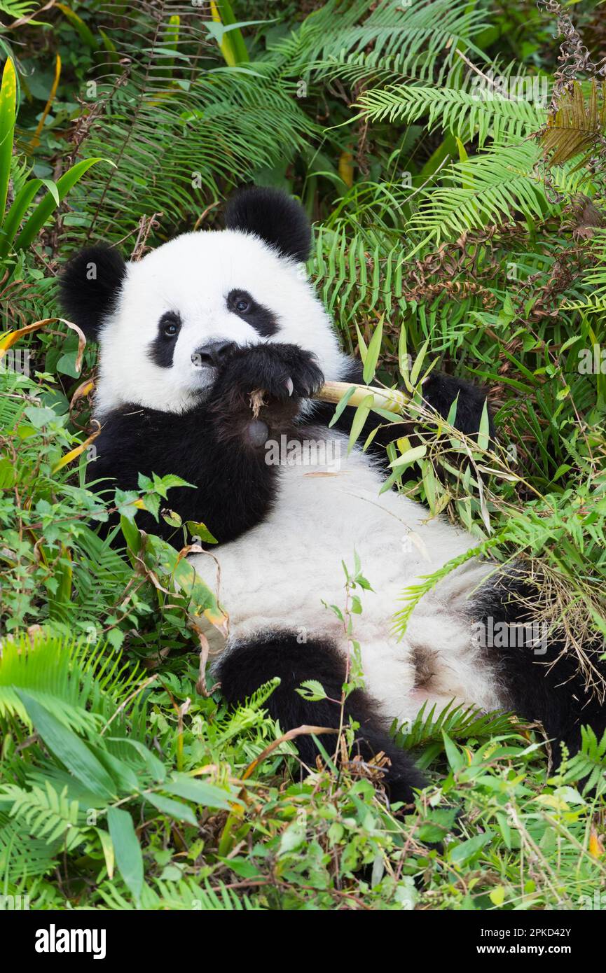 Two years aged young giant Panda, China Conservation and Research ...