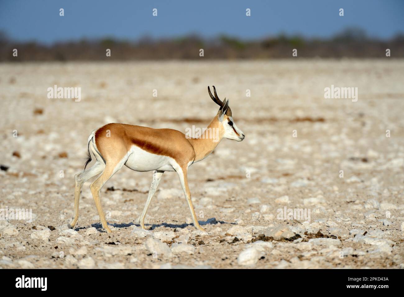 Springbok migration hi-res stock photography and images - Alamy