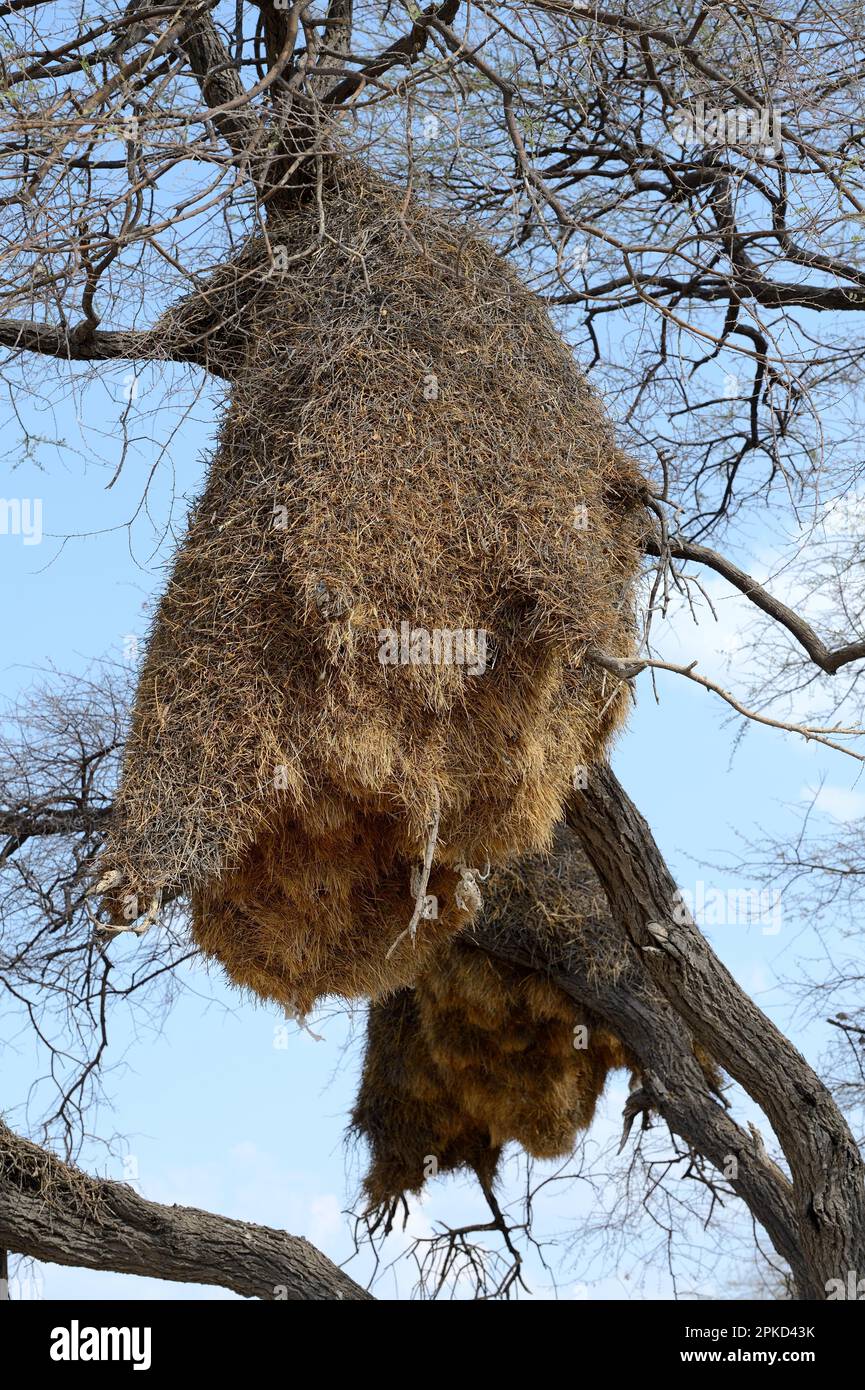 Sociable weaver (Philetairus socius) Bird nest colony in tree, Etosha ...