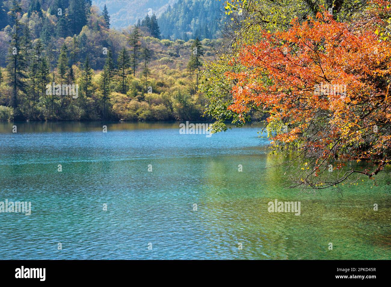 Panda Lake, Jiuzhaigou National Park, Sichuan Province, China, Unesco ...