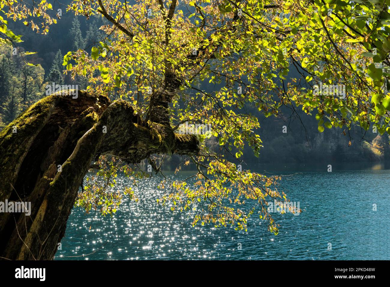 Panda Lake, Jiuzhaigou National Park, Sichuan Province, China, Unesco ...