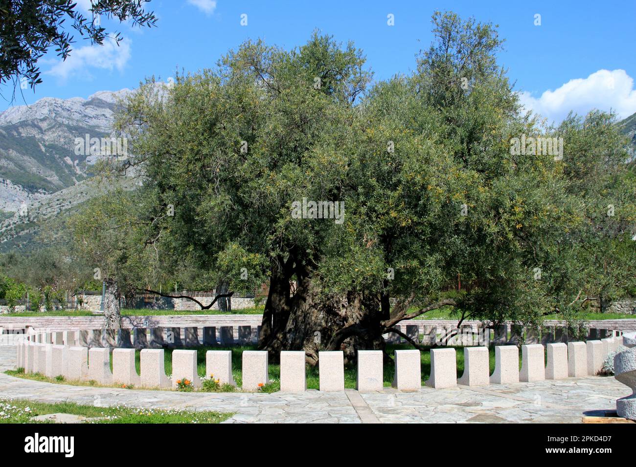 Stara Maslina, old olive tree, Stari bar, city bar, bar, Montenegro ...