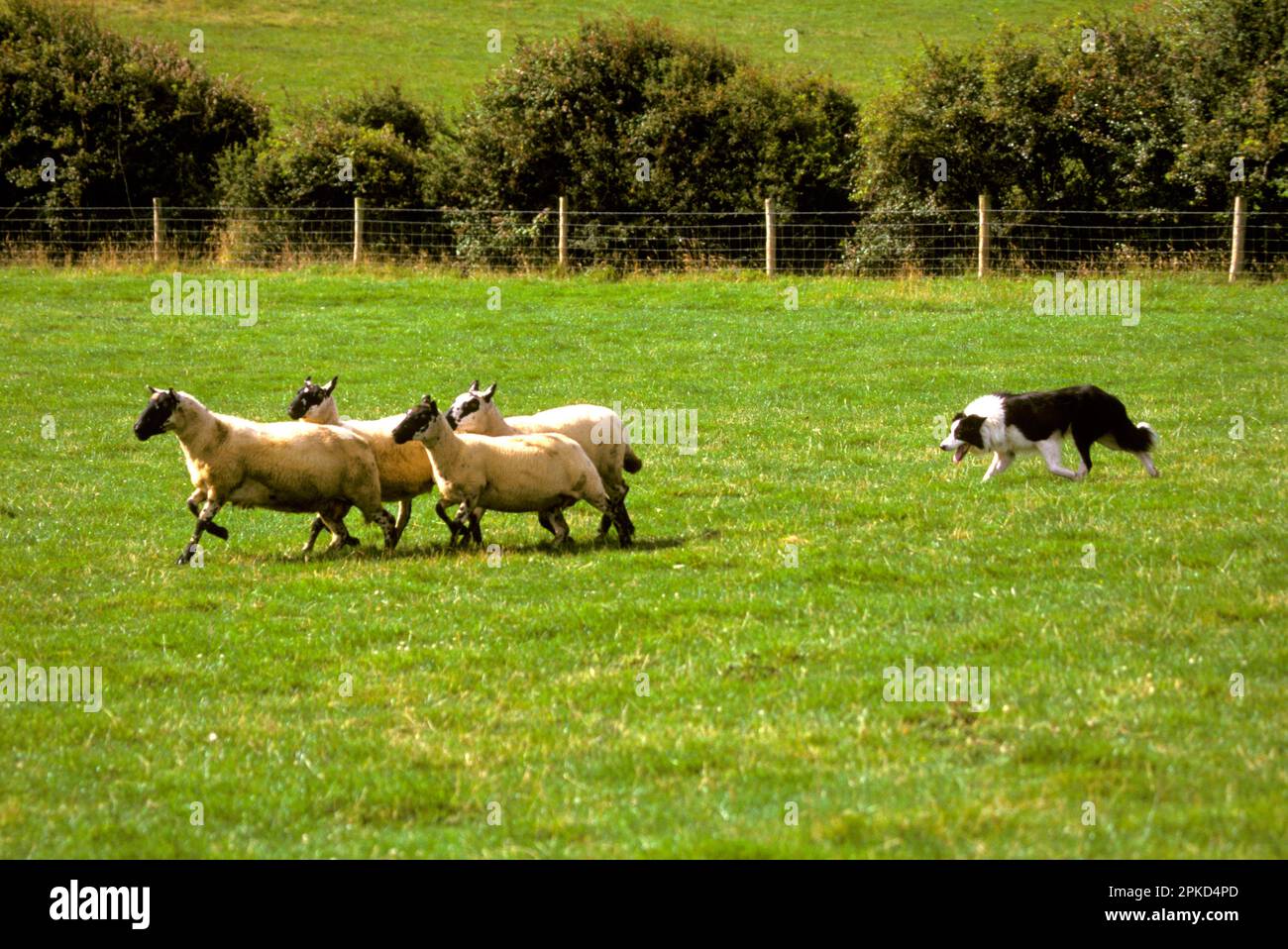 Farming-Sheep Sheep Dog Trial, Aberaeron, Ceredigion, Wales, United ...