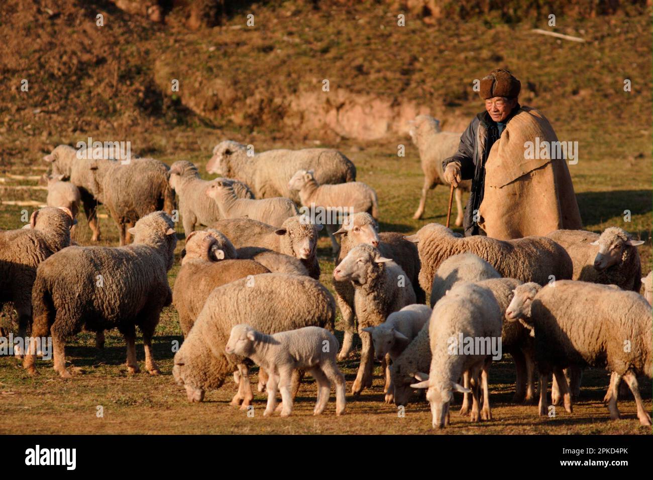 Shepherd With Flock Of Sheep Ewes And Lambs Huize Northeastern Yunnan Province China Stock