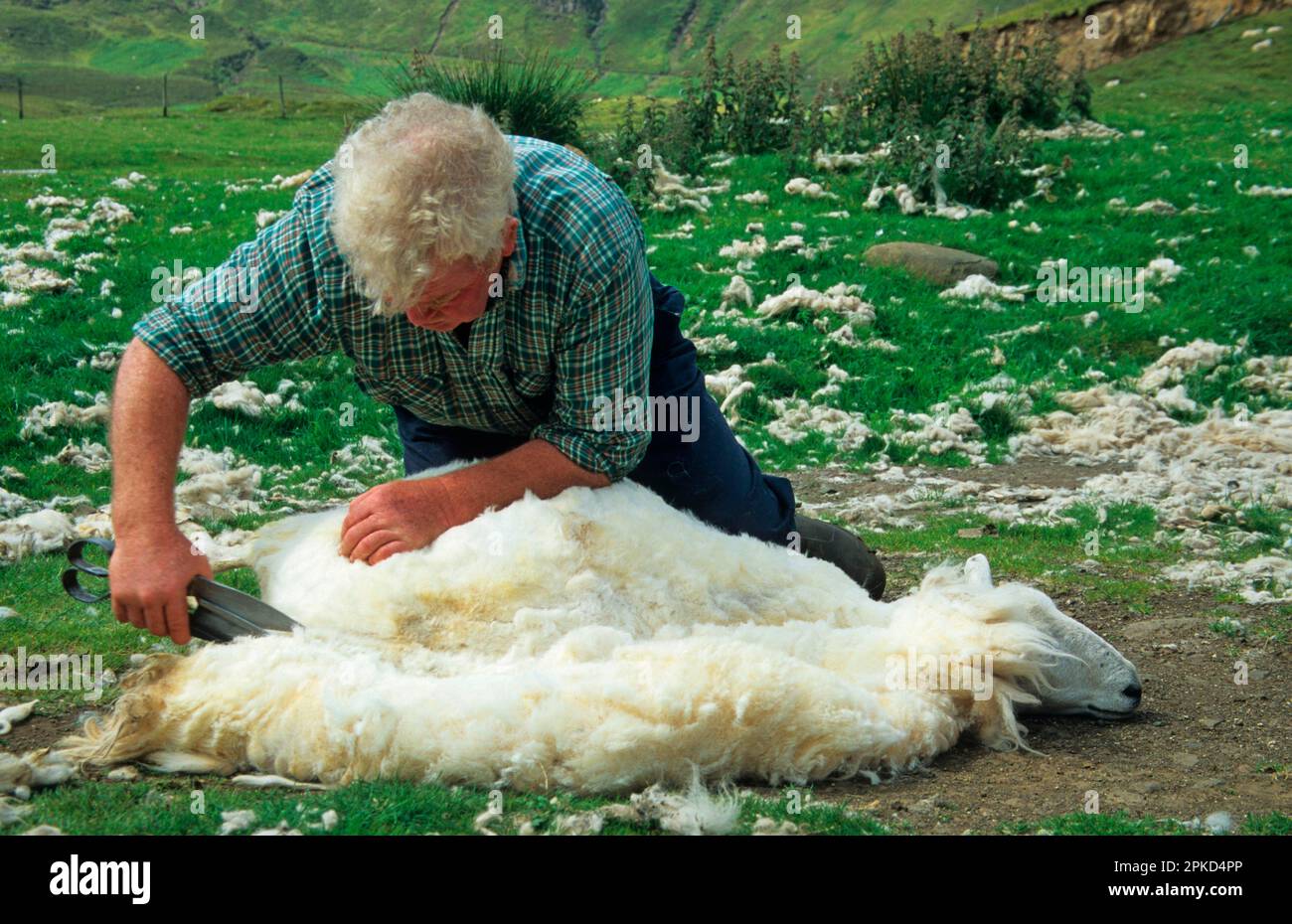 Sheep farm, shepherd shearing sheep, outside on grass, sheep lying ...