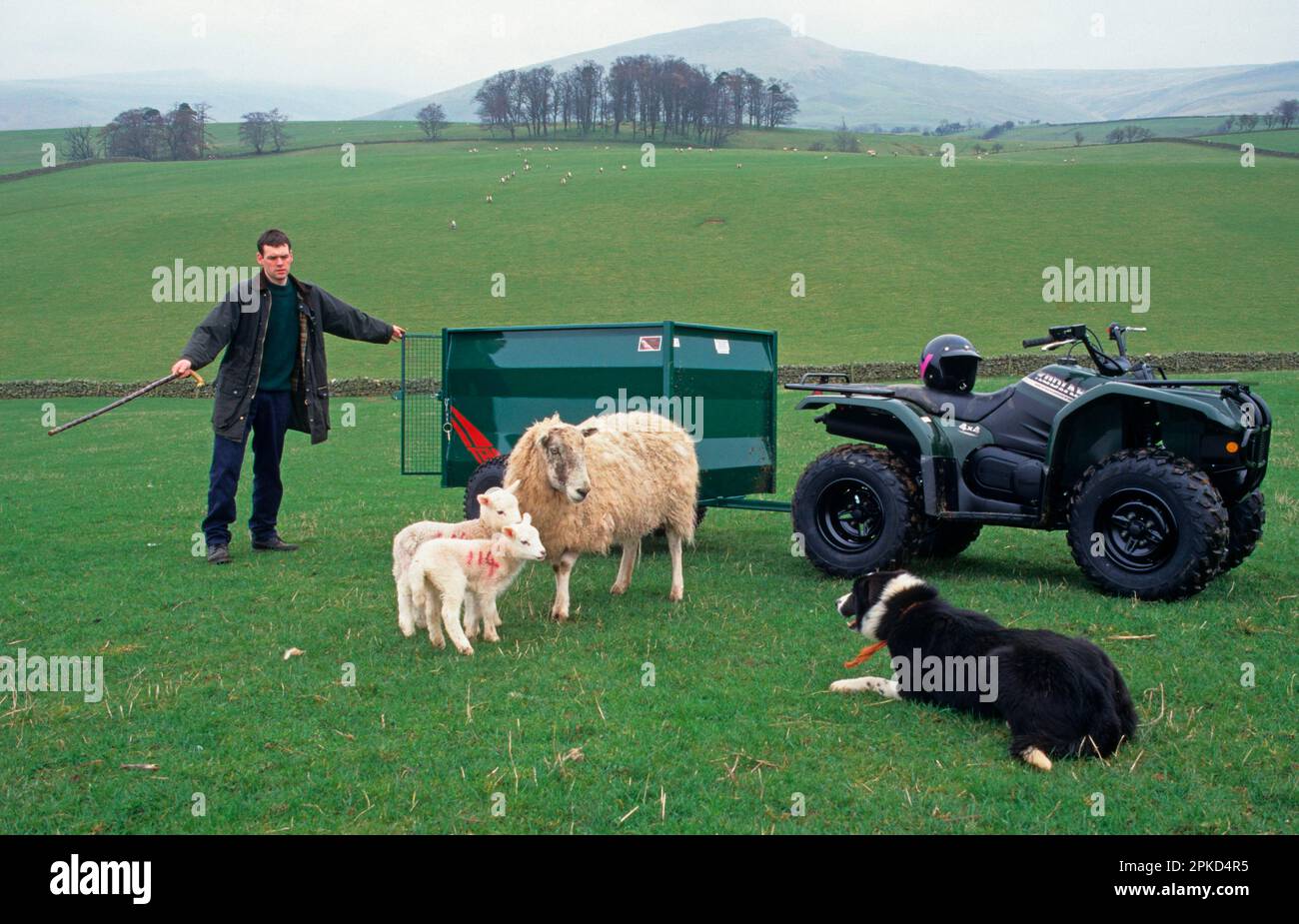 Sheep farming, shepherd with Border Collie, catching ewe and lambs ...