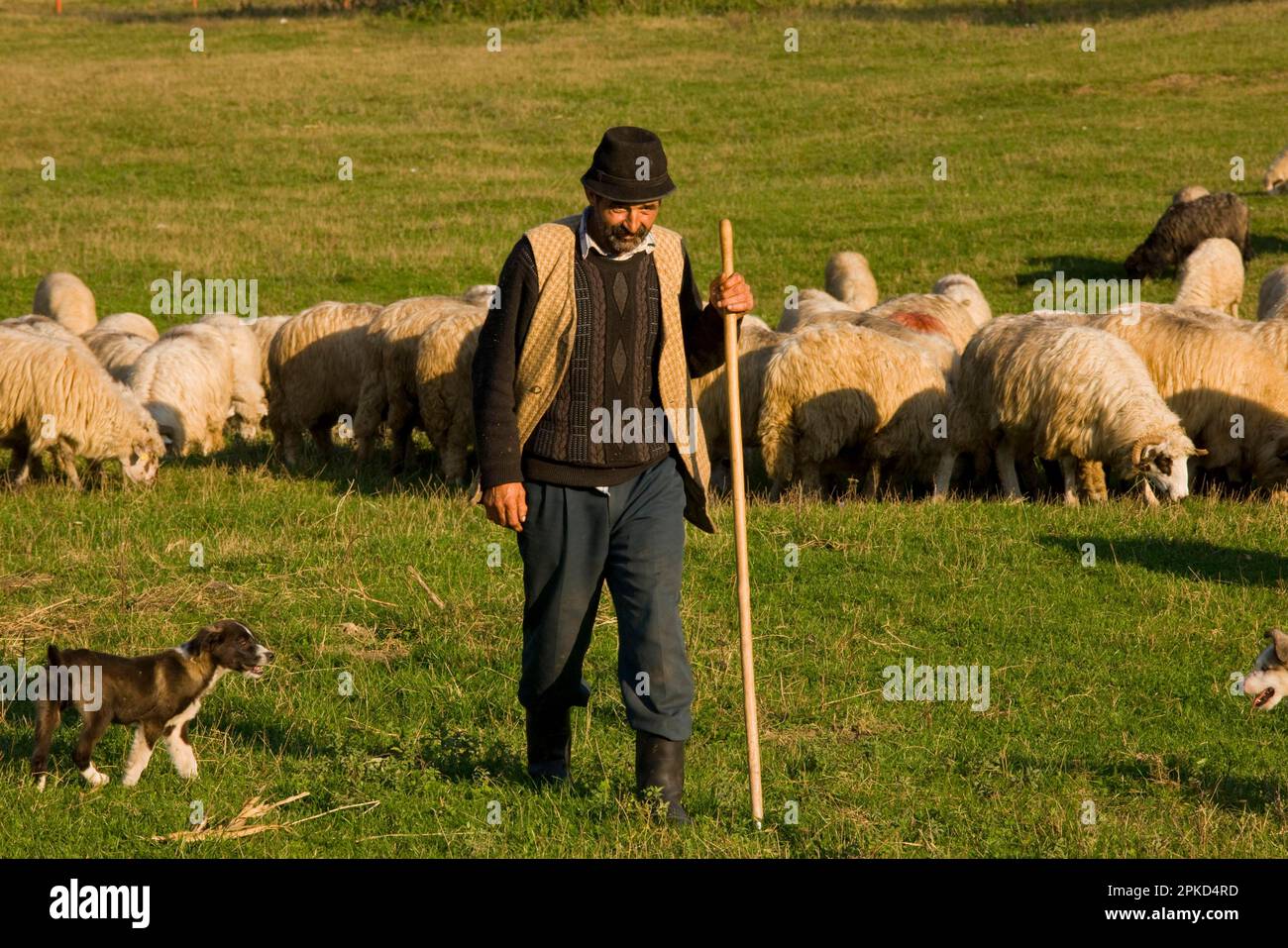 Sheep herding, shepherd with sheepdog puppy and flock, near Sigishoara ...
